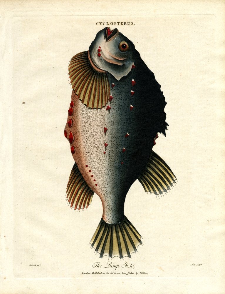 The Lump Fish by John Pass: Highest-quality art reproduction