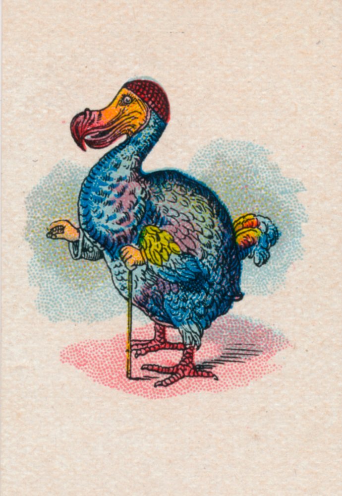 The Dodo by John Tenniel: Highest-quality art reproduction