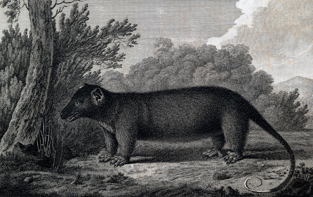 Opossum, Engraving after Drawing by John Webber Made During Third ...