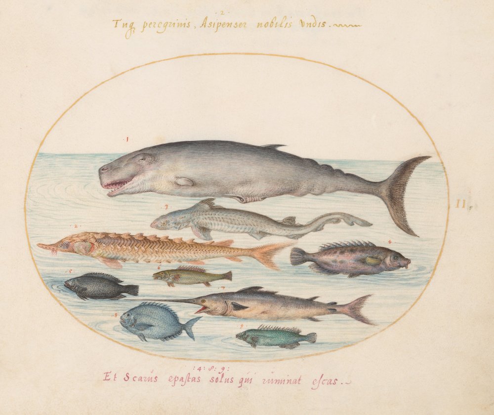 Sperm Whale, Sturgeon, Shark, and Other Fish (Plate 2)