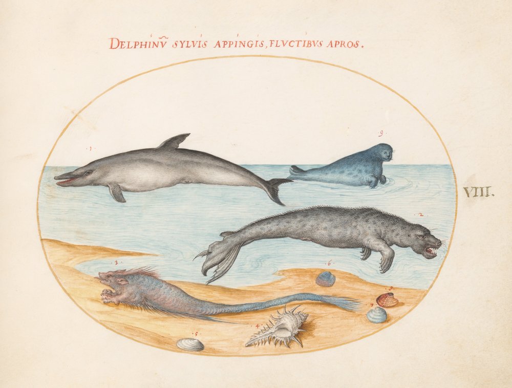 Plate 8: A Dolphin, Two Seals, a Brethmechin, and Shells