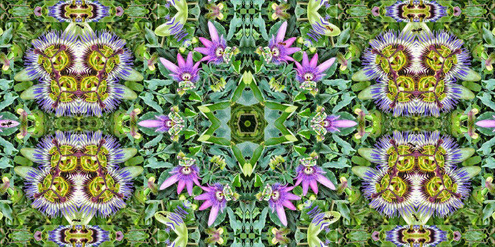 Creatures: Ants in the Passion Flower Field