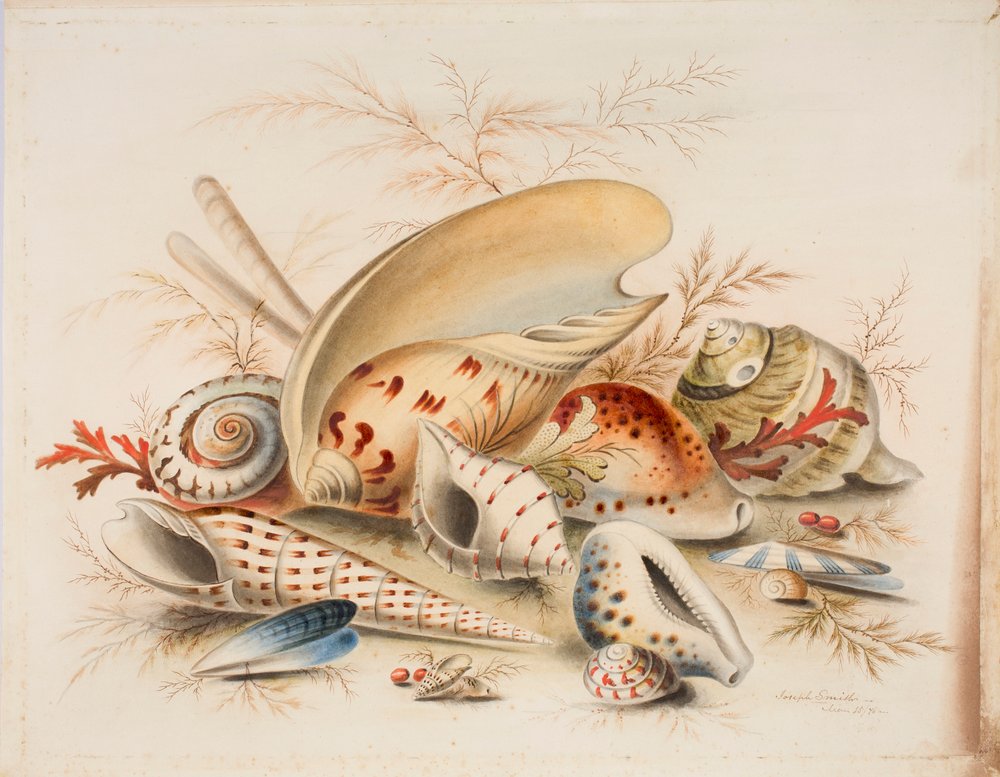 Study of Sea Shells, 1876 by Joseph Smith: Fine art print