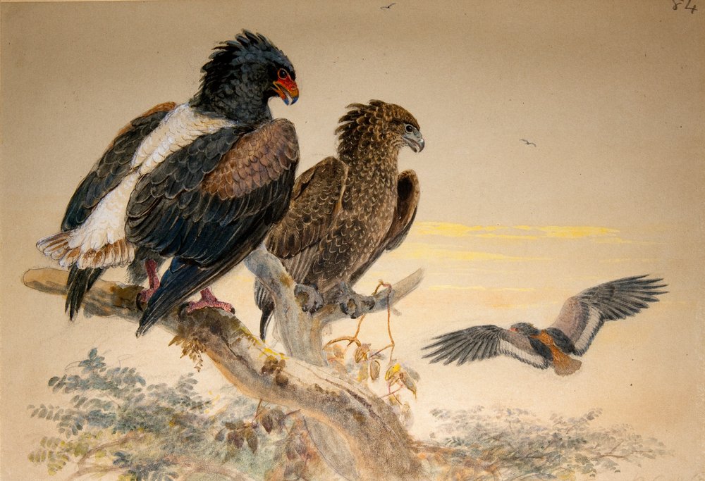 Bataleur Eagle by Joseph Wolf: Buy fine art print