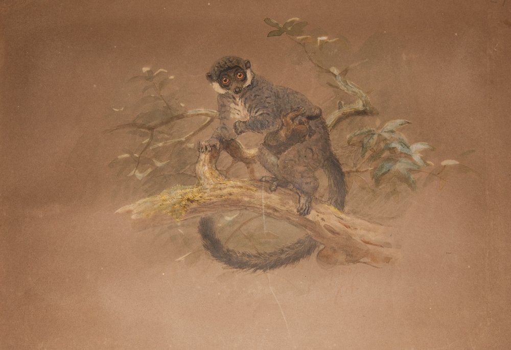 Black-footed Lemur (Lemur nigifrons) by Joseph Wolf