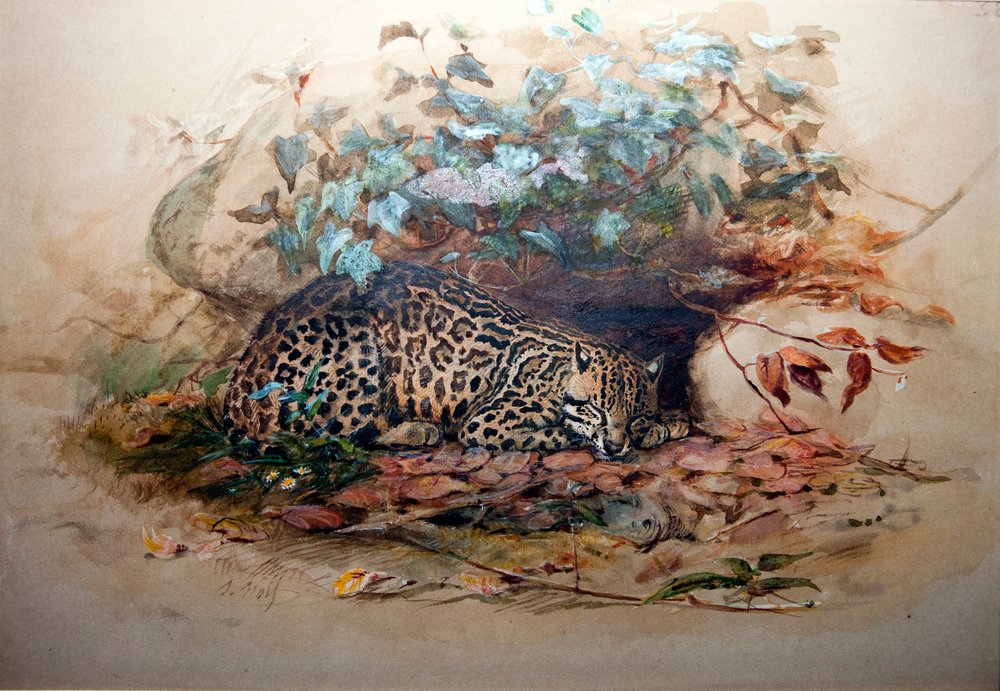 Ocelot by Joseph Wolf: Highest-quality art reproduction