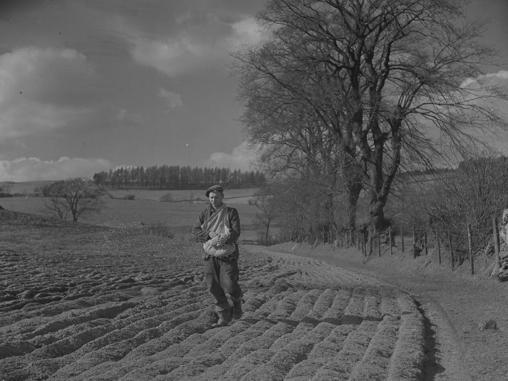 Man sowing seed by hand by Joseph Hardman: Fine art print