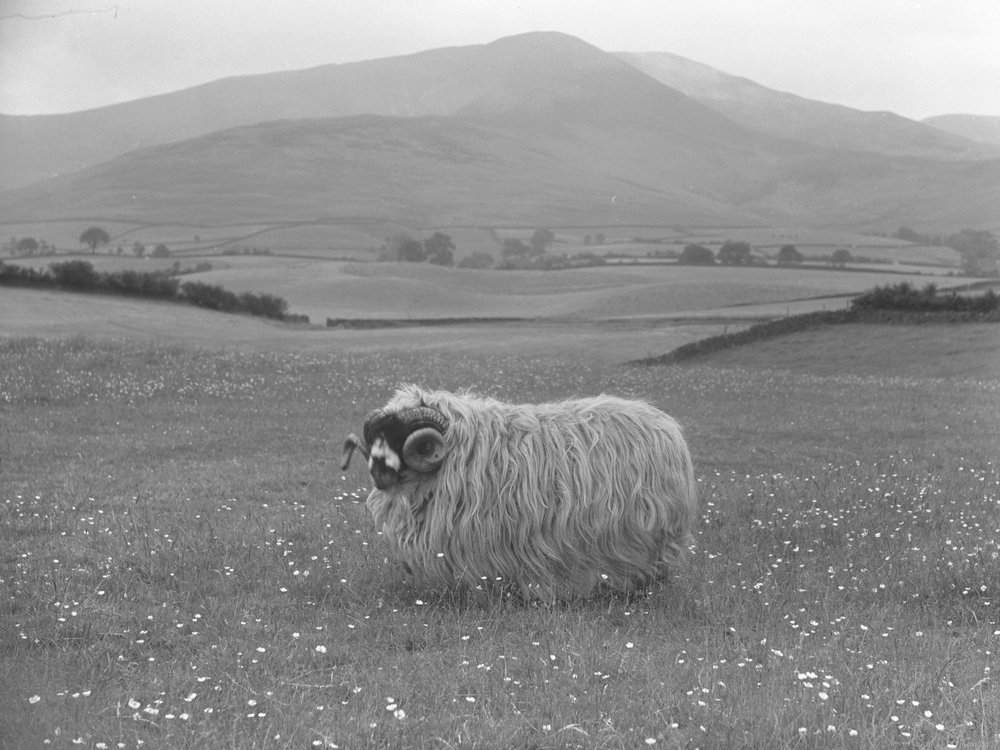 Prizewinning Rough Fell Sheep by Joseph Hardman