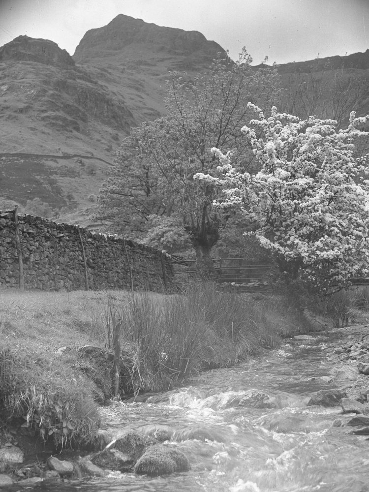 View of mountain stream with blossom tree in foreground and Langdale ...