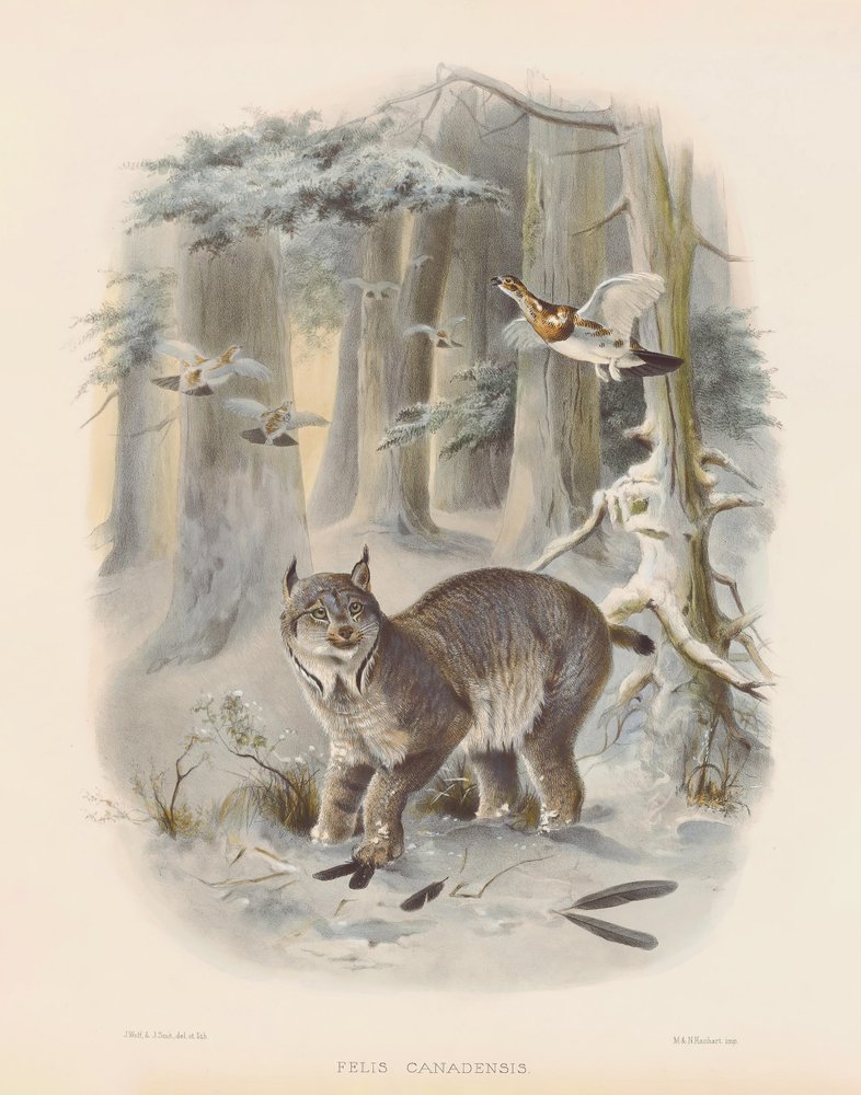 Canadian Lynx by Joseph Wolf: Buy fine art print