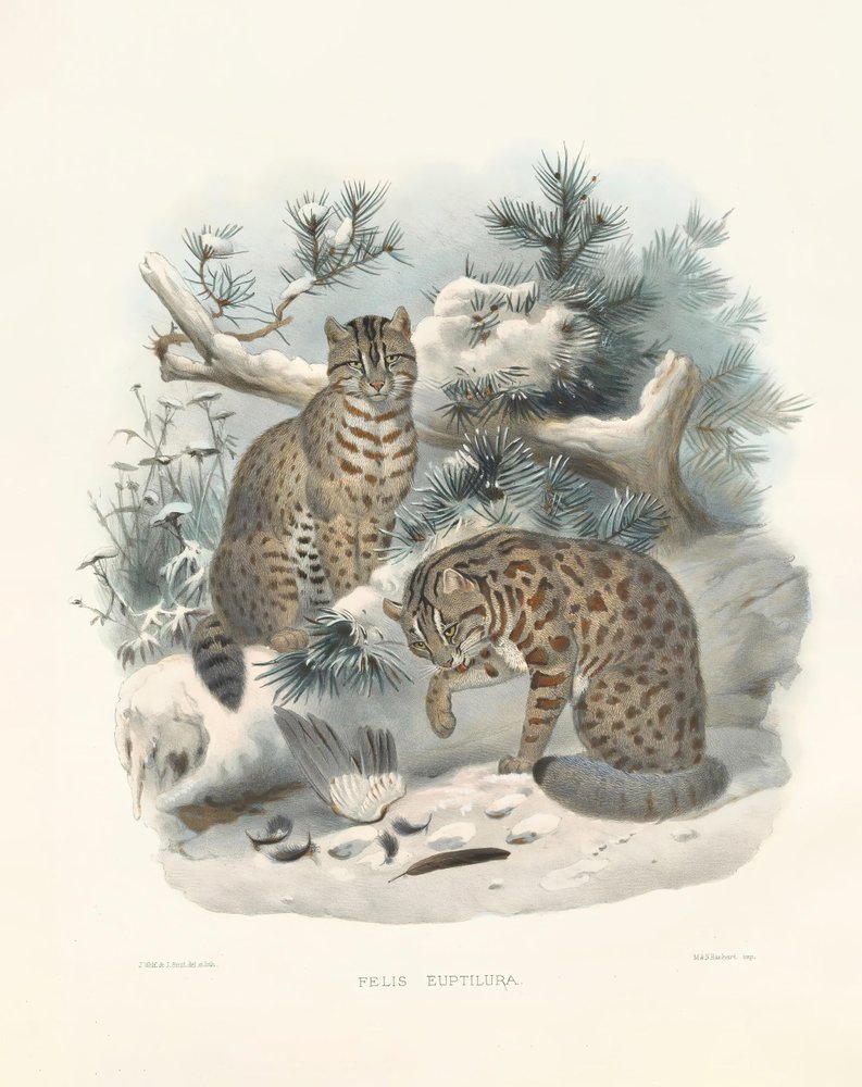 Eurasian Lynx by Joseph Wolf: Buy fine art print