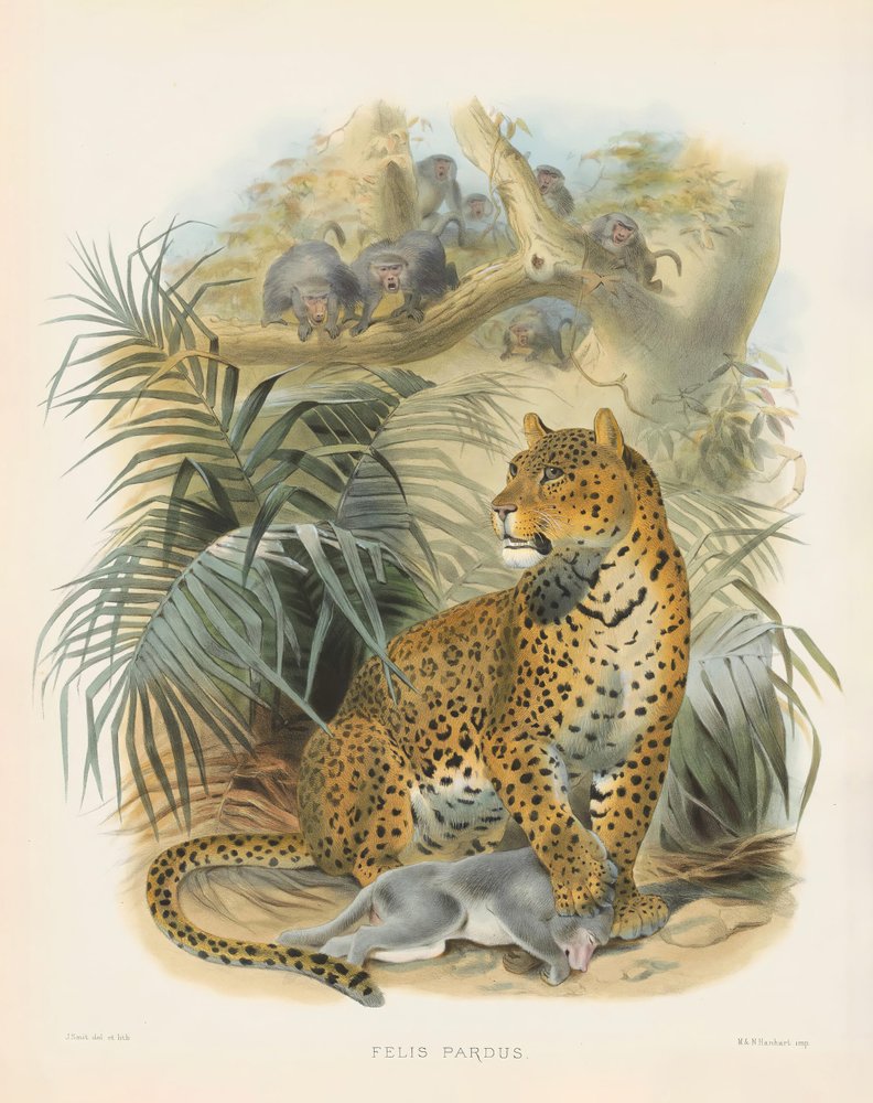 Leopard by Joseph Wolf: Highest-quality art reproduction