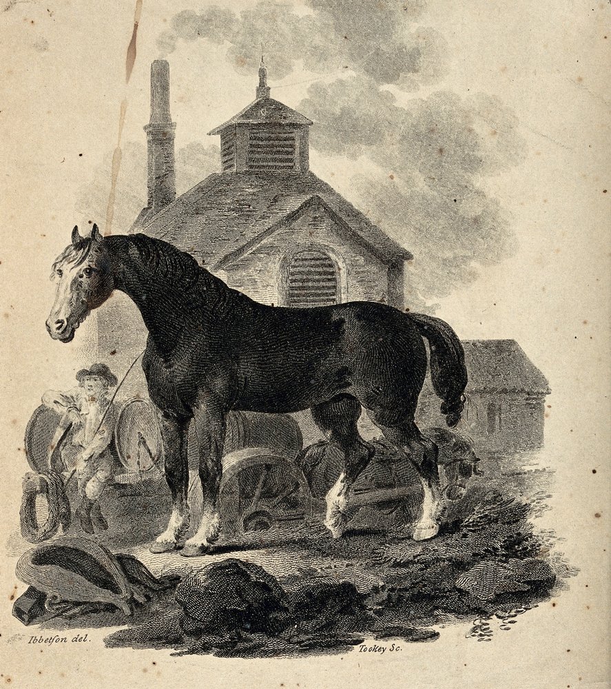 A Dray Horse Standing in Front of the Dray with the Drayman