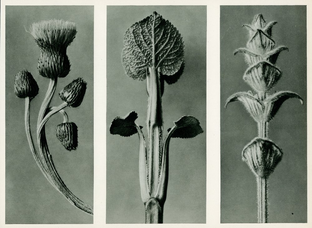 Study of three species of plant, 1929 by Karl Blossfeldt