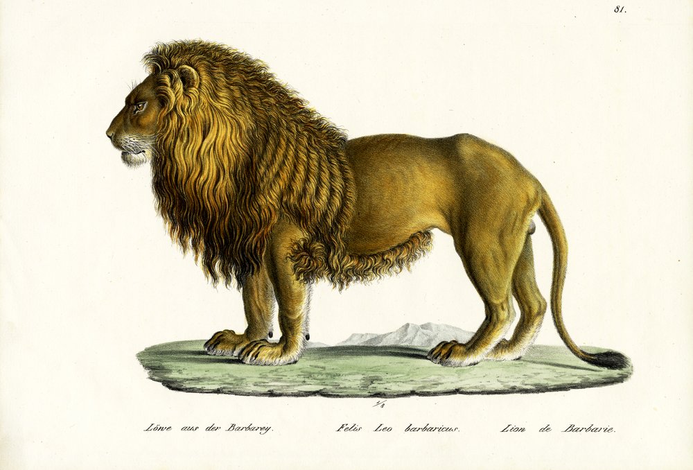Barbary Lion, 1824 by Karl Joseph Brodtmann: Fine art print