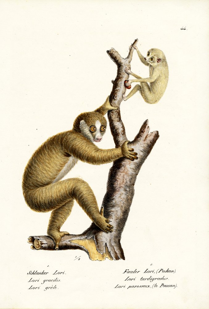 Slender Loris, 1824 by Karl Joseph Brodtmann