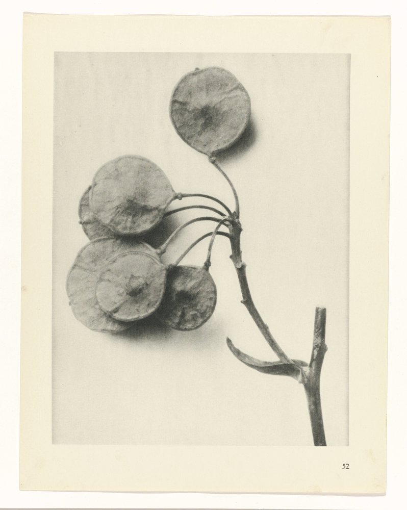 Plant Study by Karl Blossfeldt: Buy fine art print