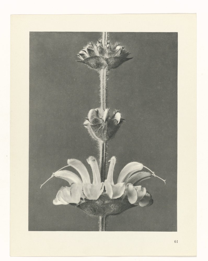 Plant Study by Karl Blossfeldt: Buy fine art print