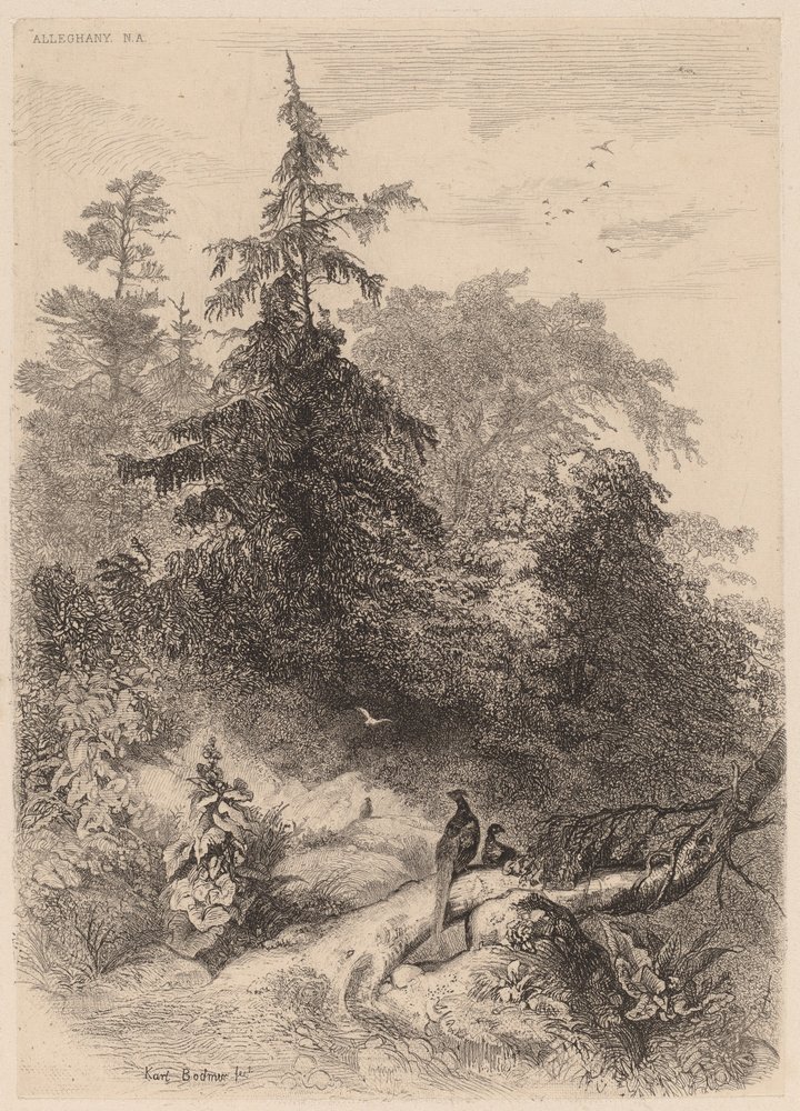 The Pheasants by Karl Bodmer: Premium art reproduction