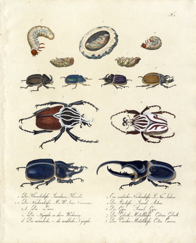 Beetle Collection with Developmental Stages