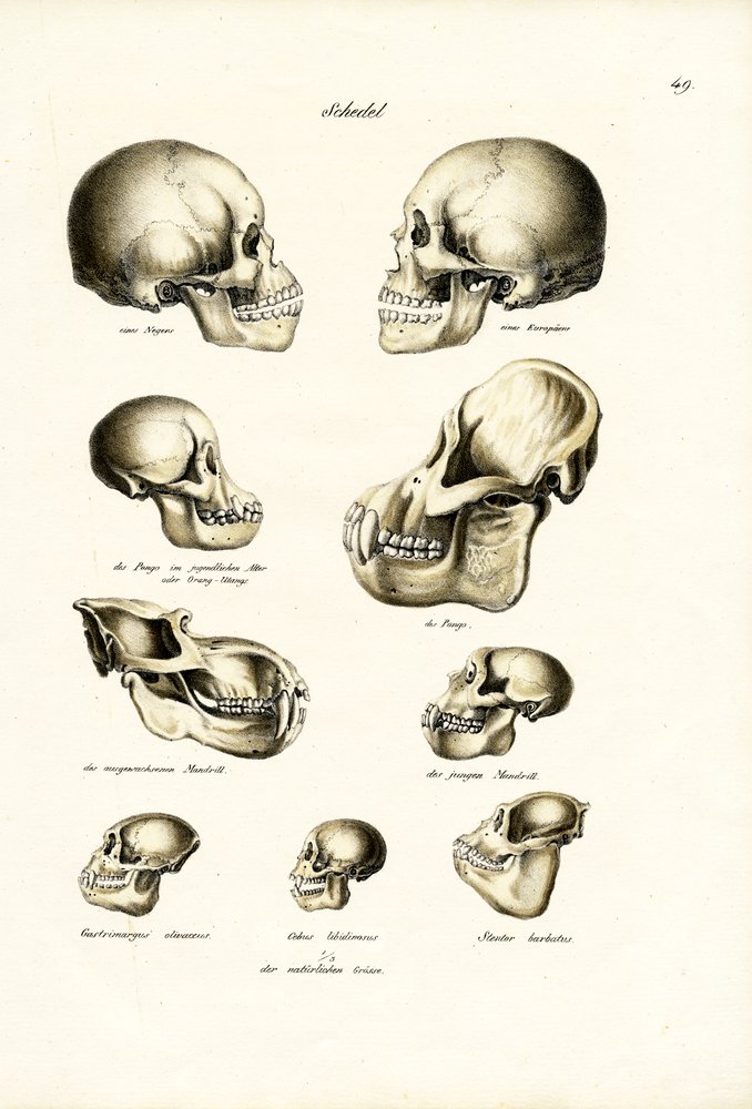 Human Skulls by Karl Joseph Brodtmann: Buy fine art print