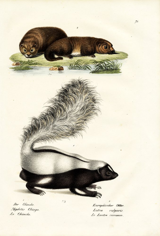 Molina's Hog-Nosed Skunk, 1824 by Karl Joseph Brodtmann