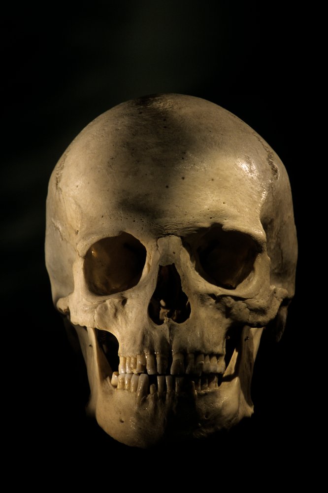 Modern Human Skull, scientific study skeleton, George Washington University