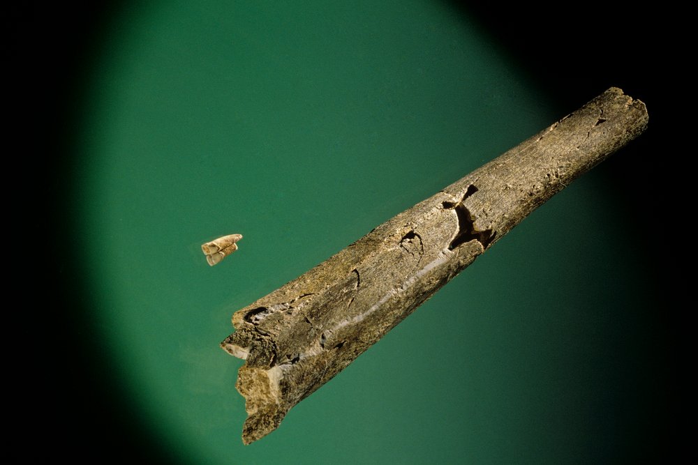 Tibia and lower incisors, Boxgrove, England, 500000 BP, Homo ...
