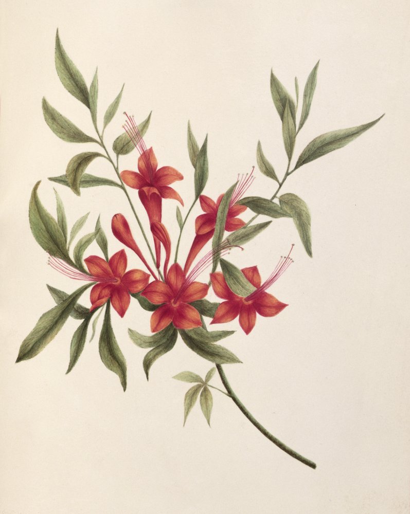 Fuchsia by Lili Cartwright: Highest-quality art reproduction