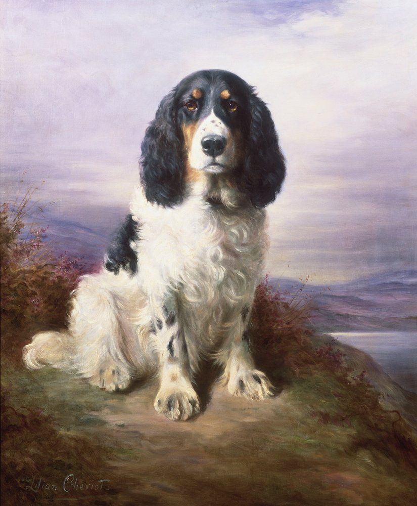 Royal, a Tri-Colour Working Springer Spaniel