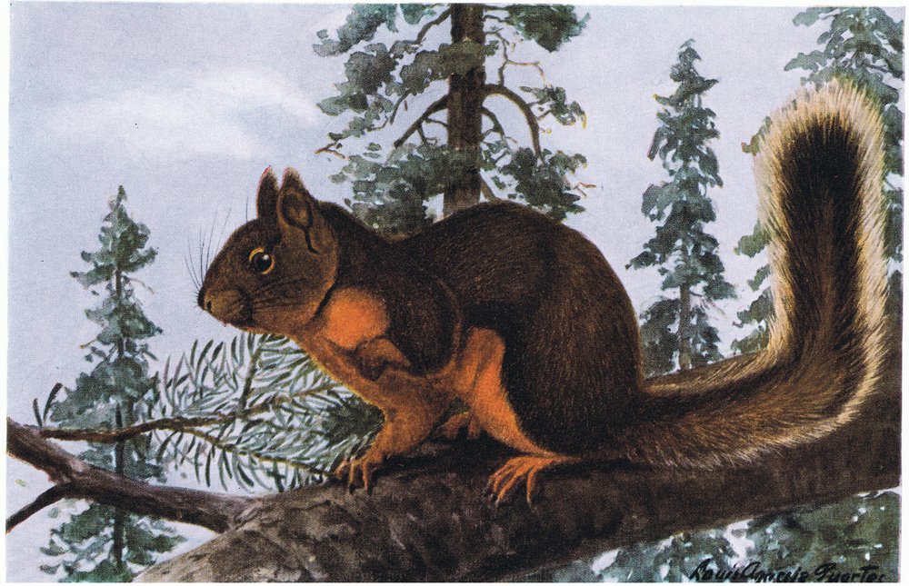 Douglas Squirrel Lives Amid Towering Evergreens