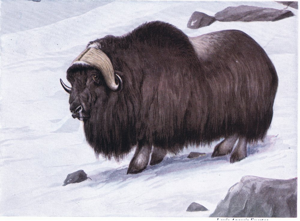 Musk Ox by Louis Agassiz Fuertes: Buy fine art print