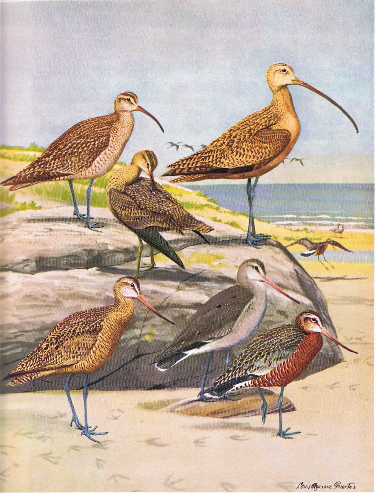 Hudsonian Curlew, Eskimo Curlew, Long Billed Curlew, Marbled Godwit ...
