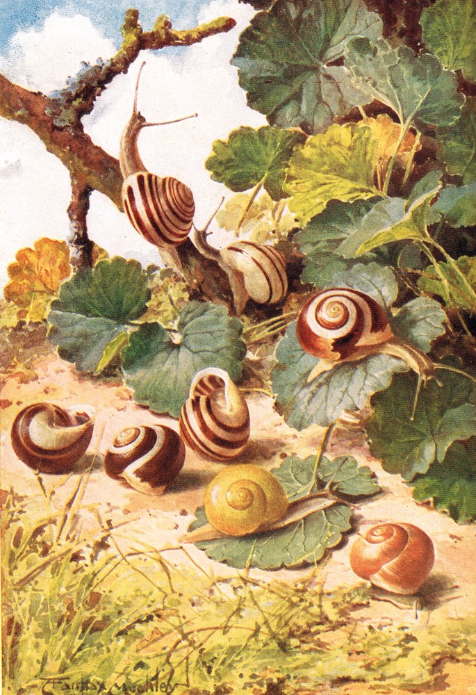 Land Snails, illustration from 'Country Days & Country Ways'