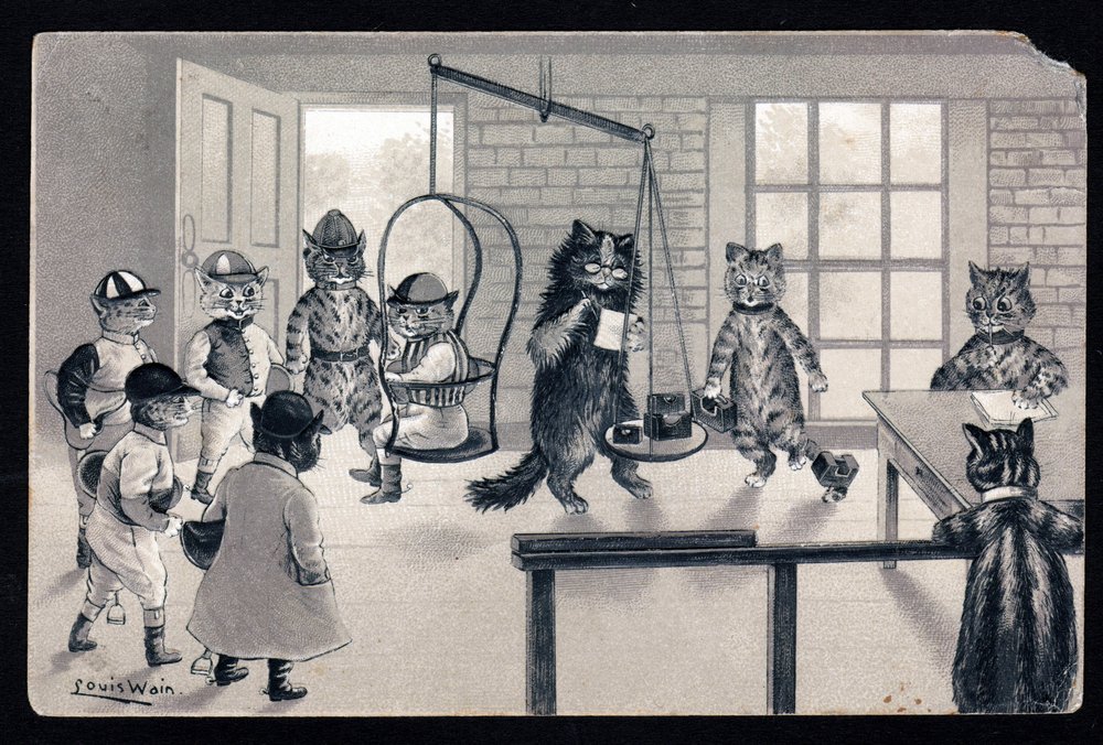 We enjoy the good weather. Animals in human posture. Cat as jockey ...