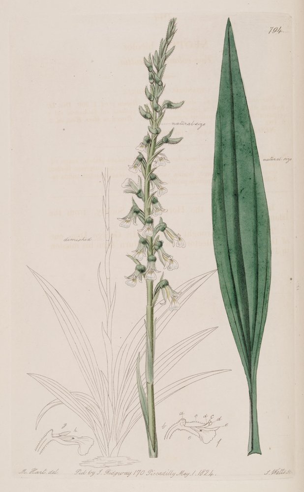 Illustration of Cyclopogon bicolor by M. Hart