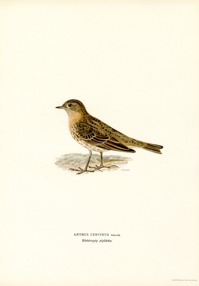 Red-throated Pipit
