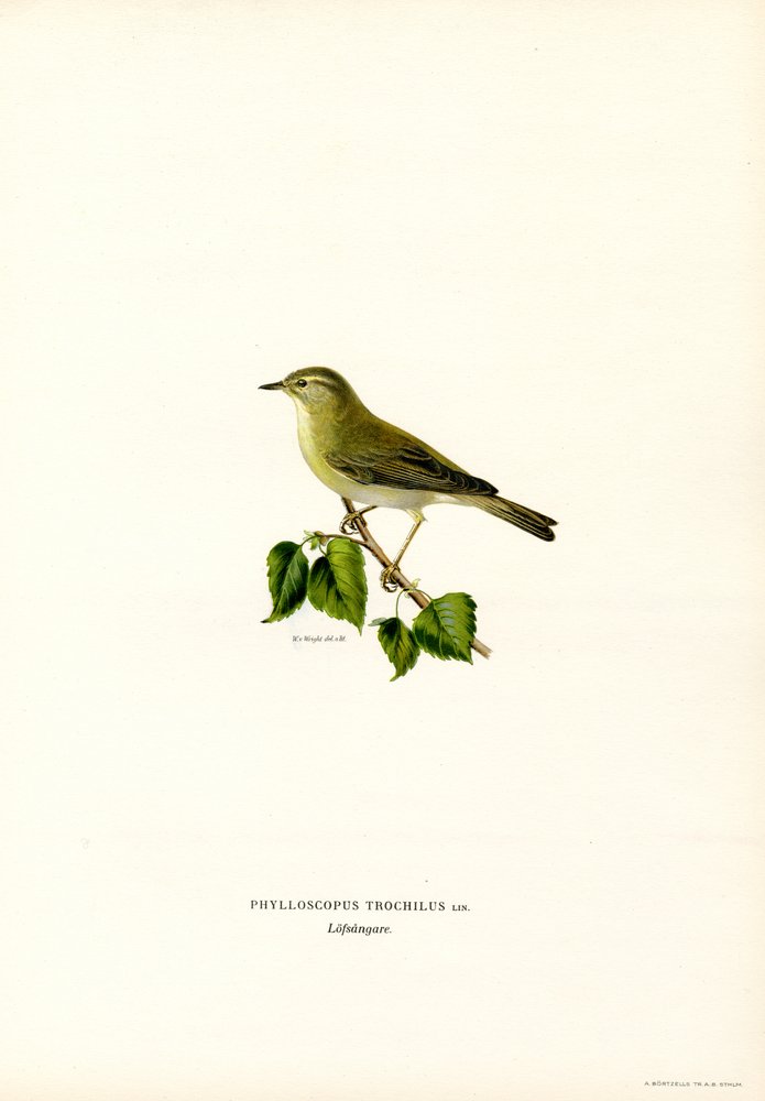 Willow Warbler by Magnus Ferdinand and Wilhelm von Wright