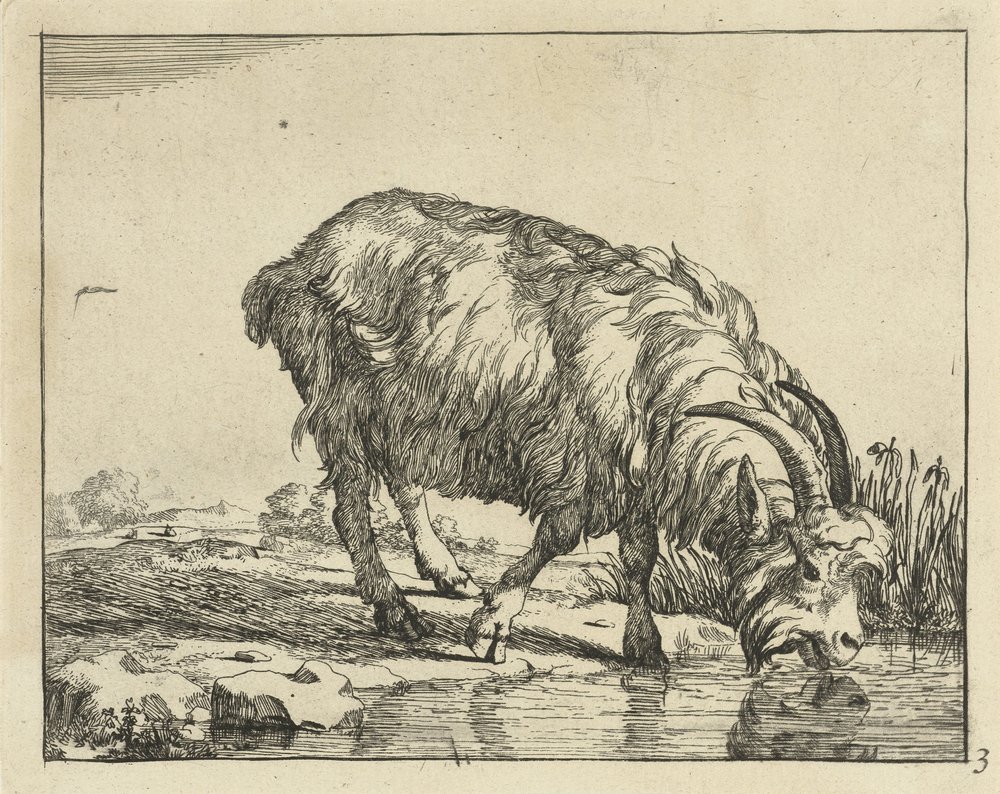 Drinking Goat Goats and Bucks (series title)