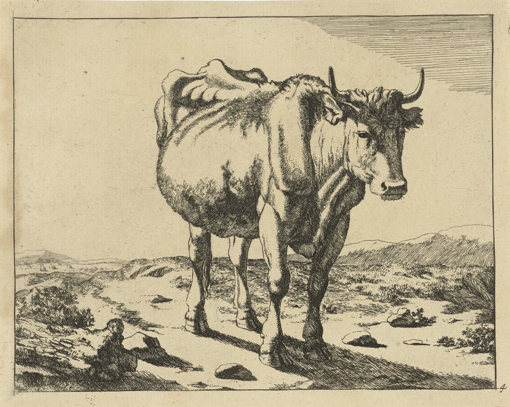 Standing Cow, Seen from the Front (Cattle) by Marcus de Bye
