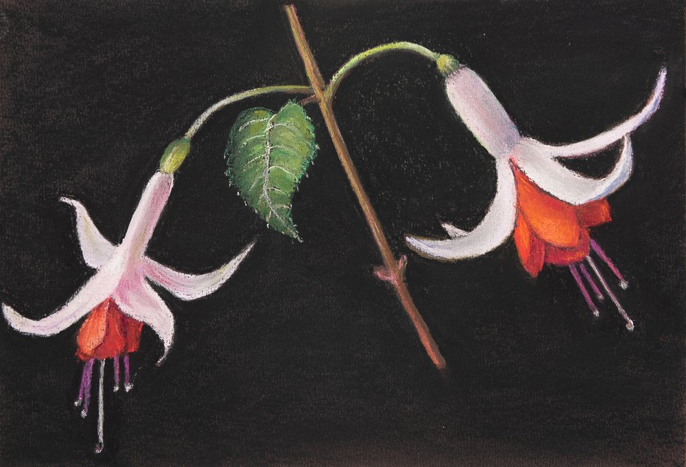 Fuchsias by Margo Starkey: Highest-quality art reproduction