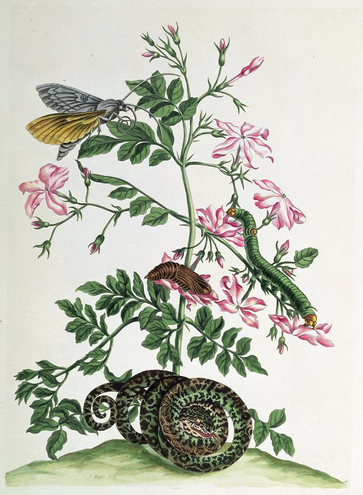 Jasmine: with snake, moth, caterpillar and chrysalis, plate 46 from ...