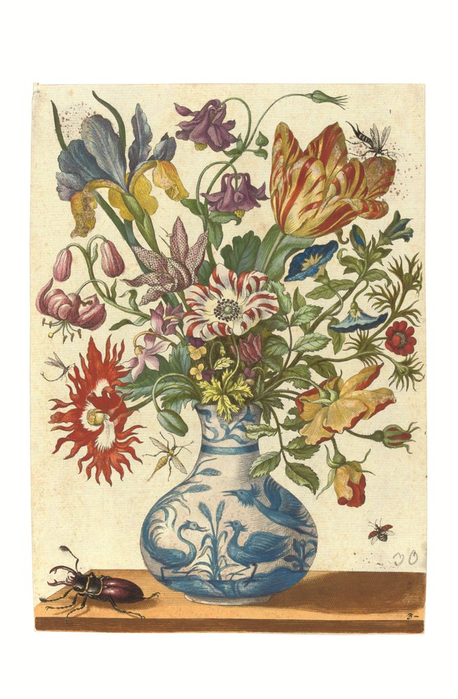 Plate from Blumenbuch by Maria Sibylla Graff Merian