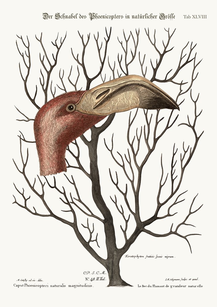 The Bill of the Flamingo in its Full Dimensions