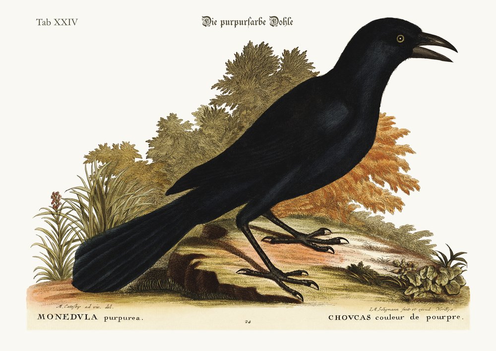 The purple Jack-Daw by Mark Catesby: Buy fine art print