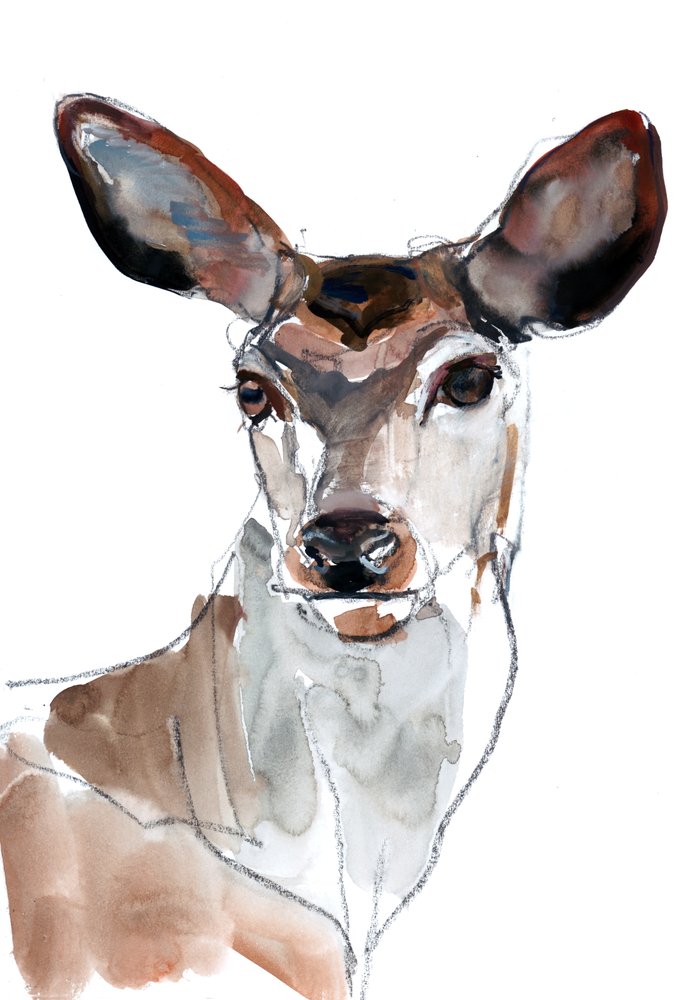 Red Deer by Mark Adlington: Highest-quality art reproduction