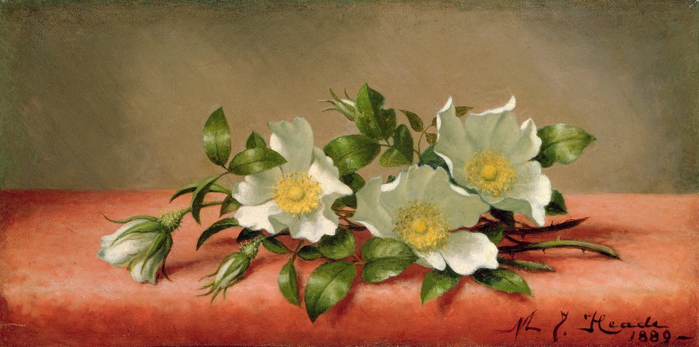 Cherokee Roses by Martin Johnson Heade: Buy fine art print