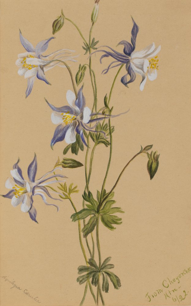 Blue Columbine Aquilegia caerulea by Mary Vaux Walcott