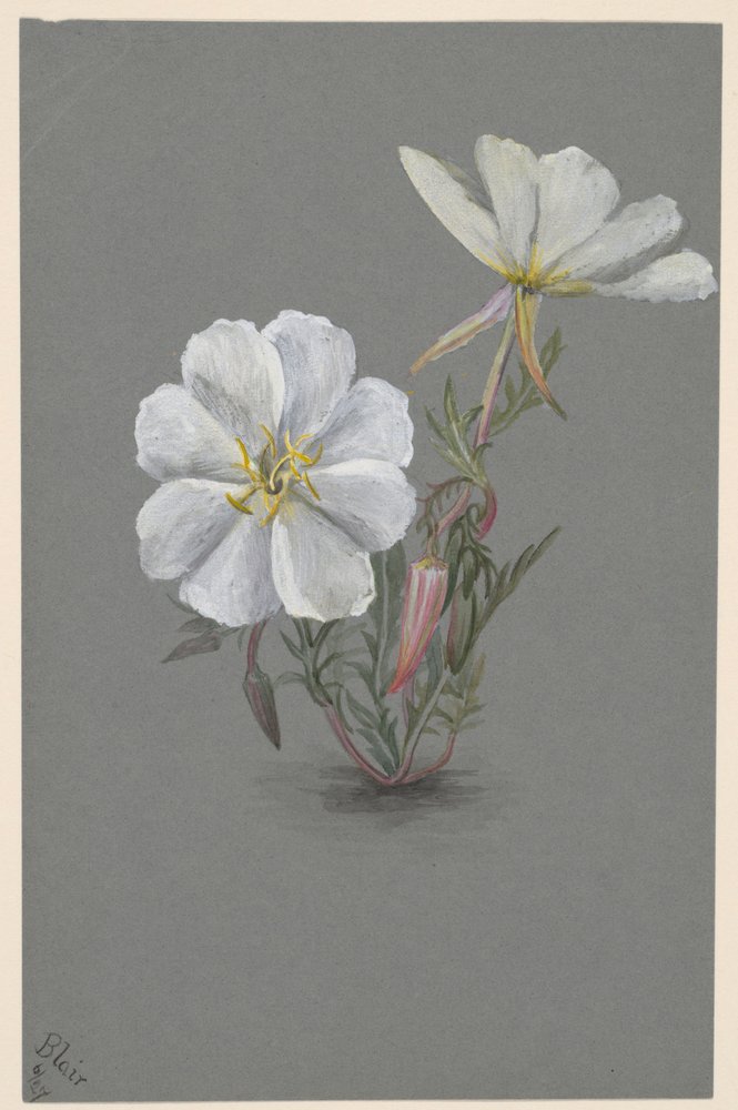 Giant Helleborine by Mary Vaux Walcott: Buy fine art print