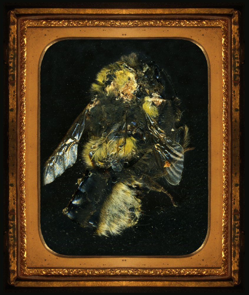 Insecticide 2 by Mat Collishaw: Buy fine art print